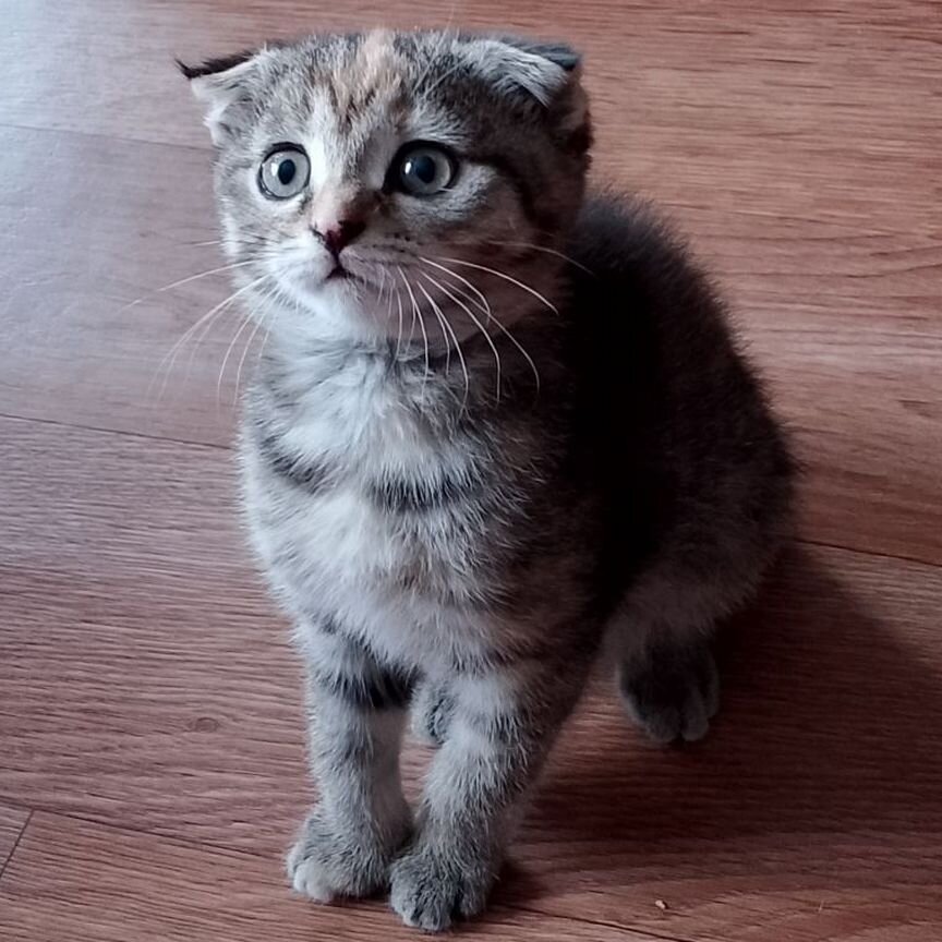 Шотландская