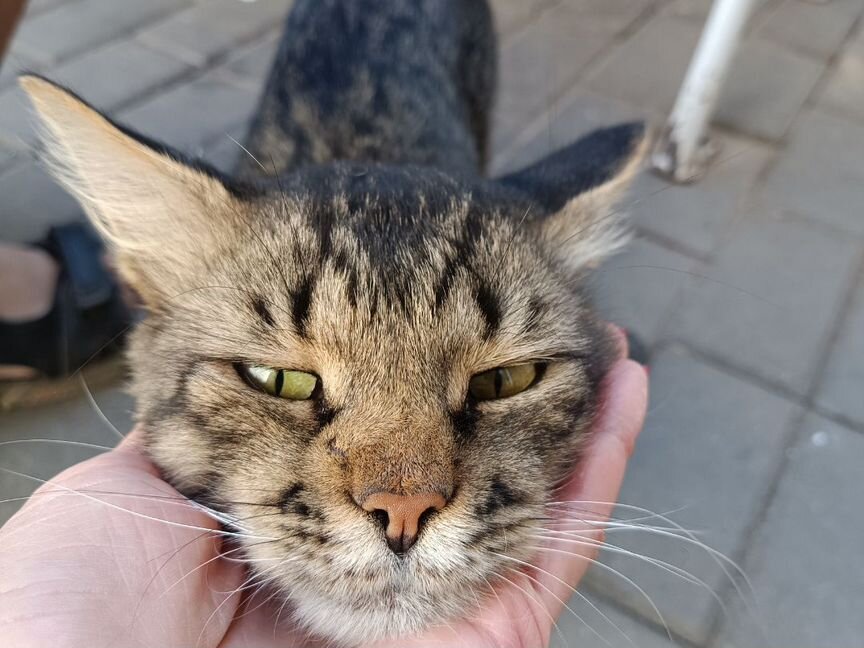 Кот которого предали в добрые руки