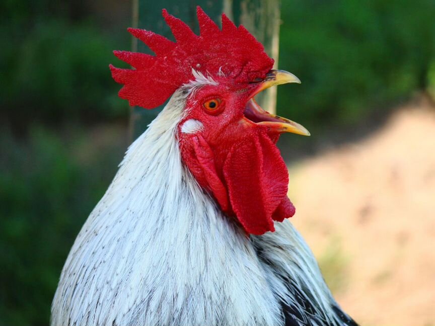 Продам петухов или обменяю на кур