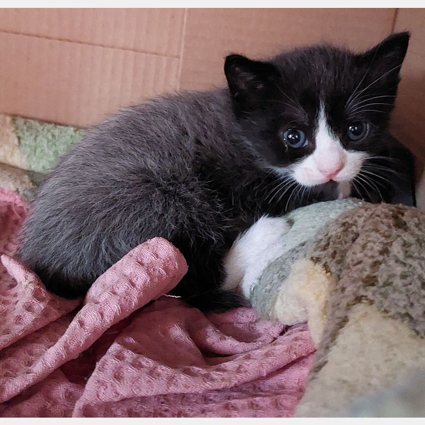 Котёнок в добрые руки