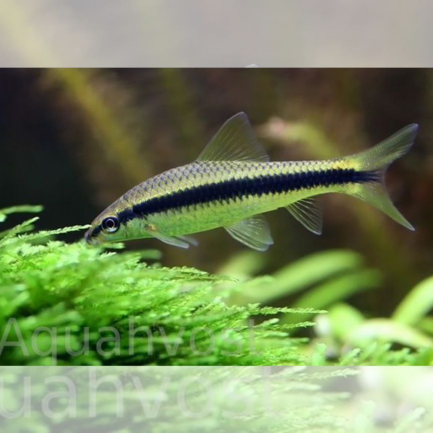Сиамские водорослееды 9–12 см