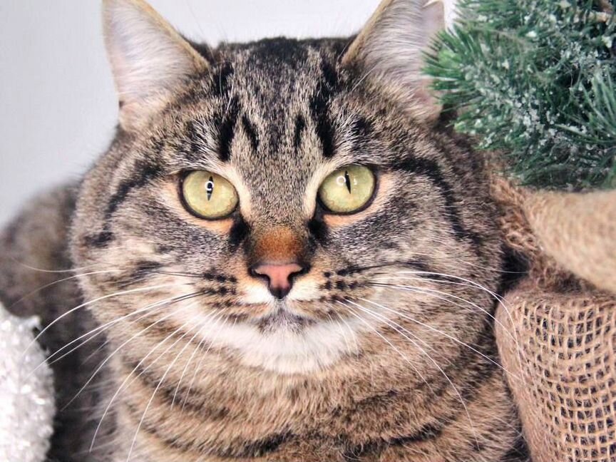 Кот в добрые руки