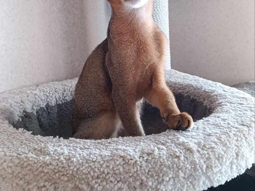 Абиссинские породистые котята