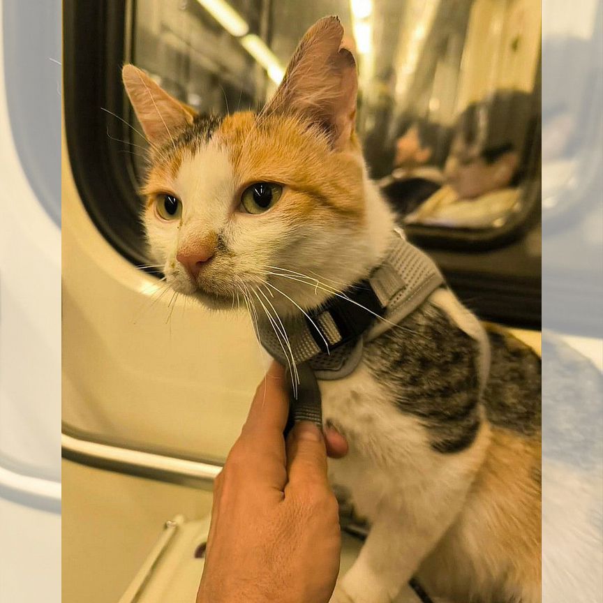 Взрослая кошка от частного владельца