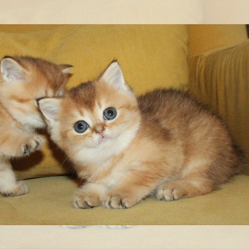 Британский короткошёрстный котёнок