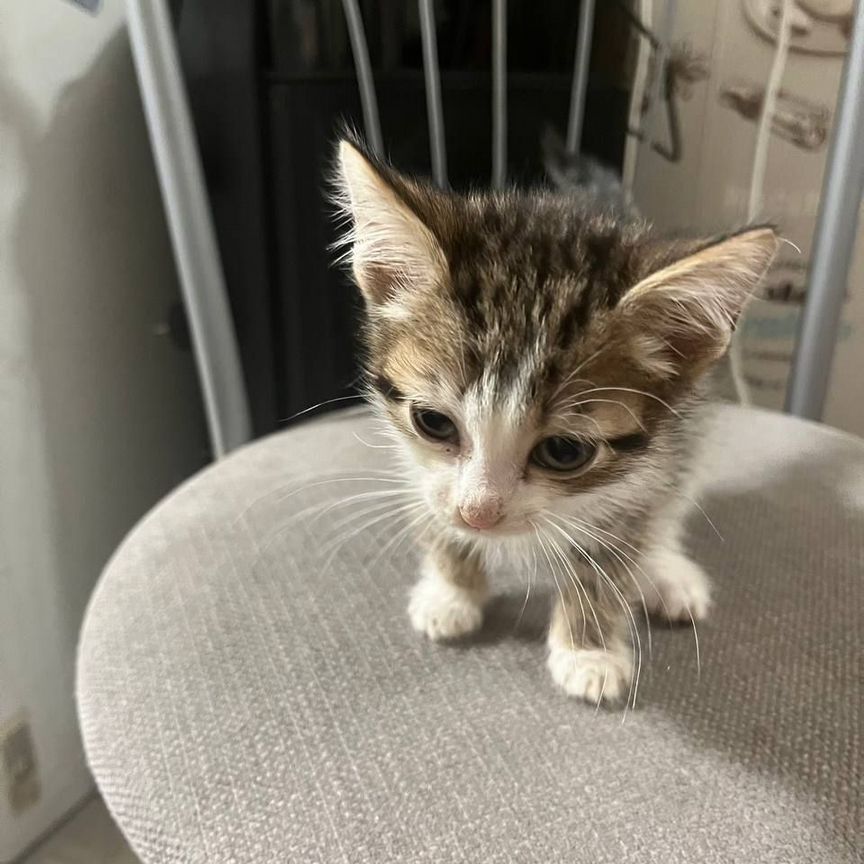 Котёнок в добрые руки