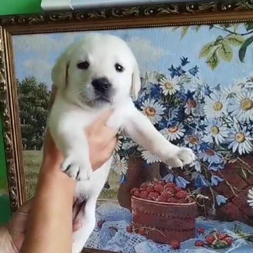 Щенки лабрадора