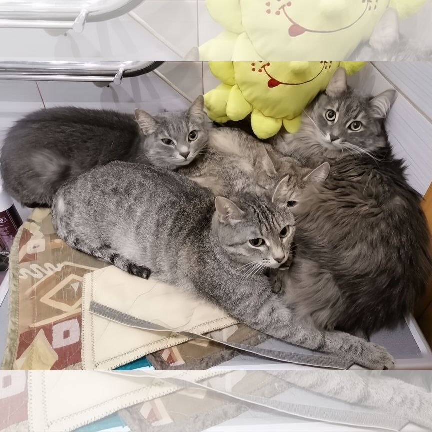 Взрослая кошка в добрые руки