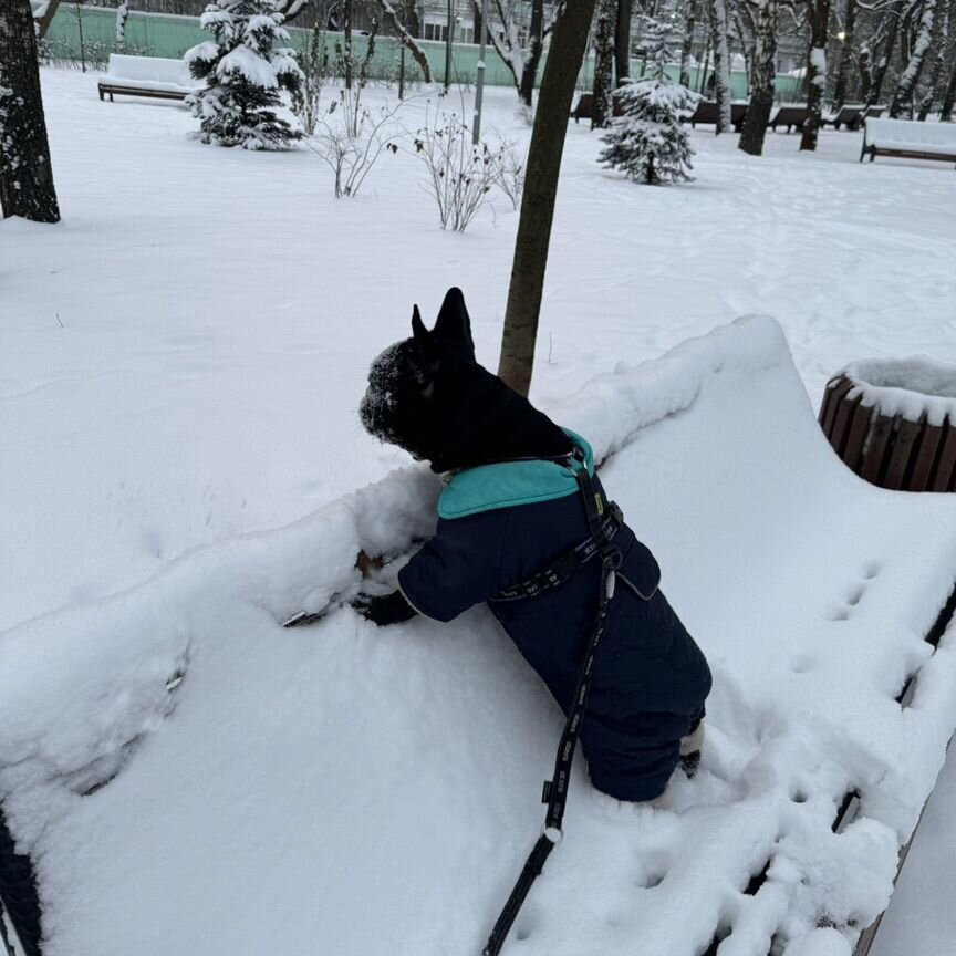 Пуховики для собак