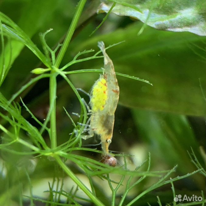 Креветки, рыбки, улитки