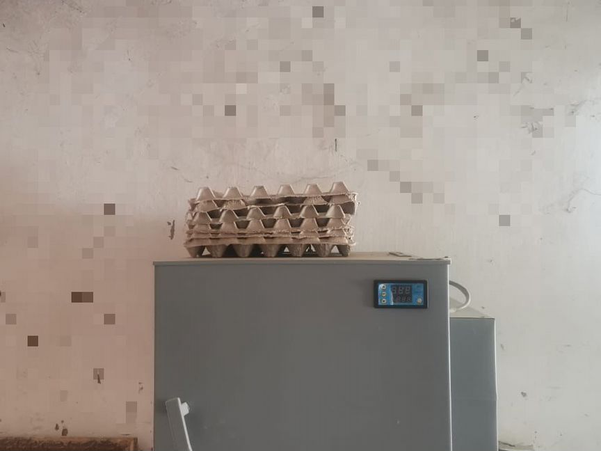 Инкубатор для яиц