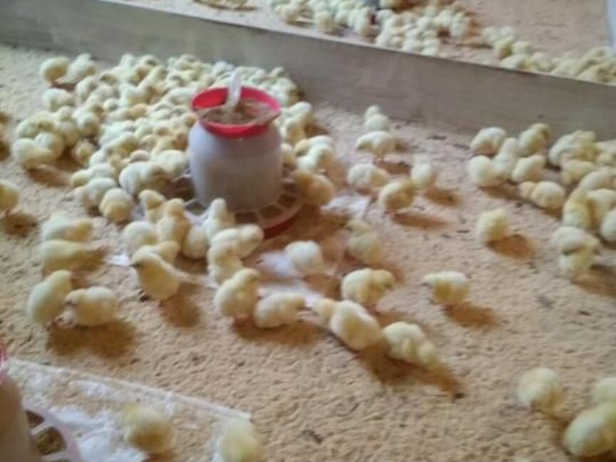 Домашняя птица