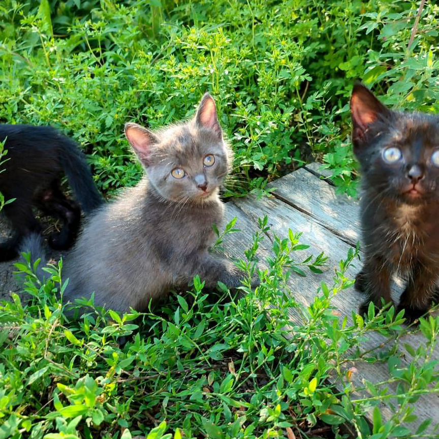 Котята в добрые руки