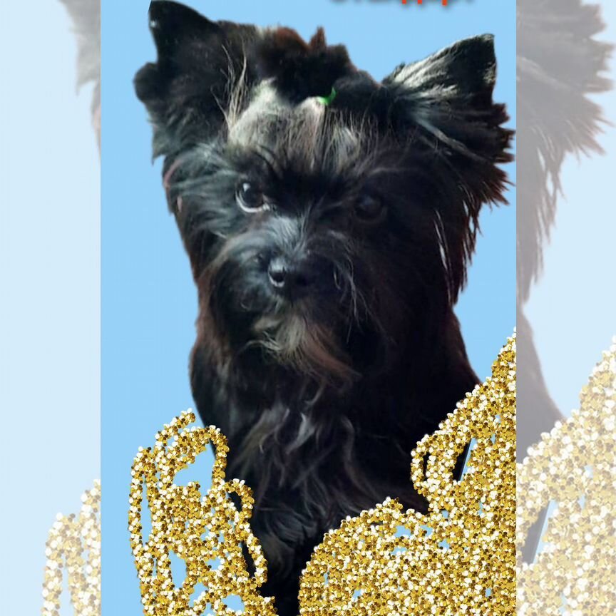 Йоркширский терьер, щенок