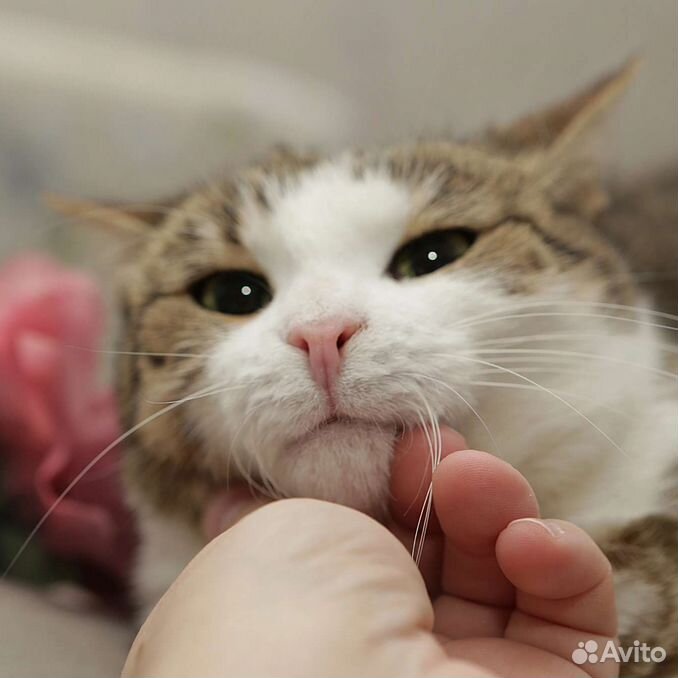 Кошка Лола