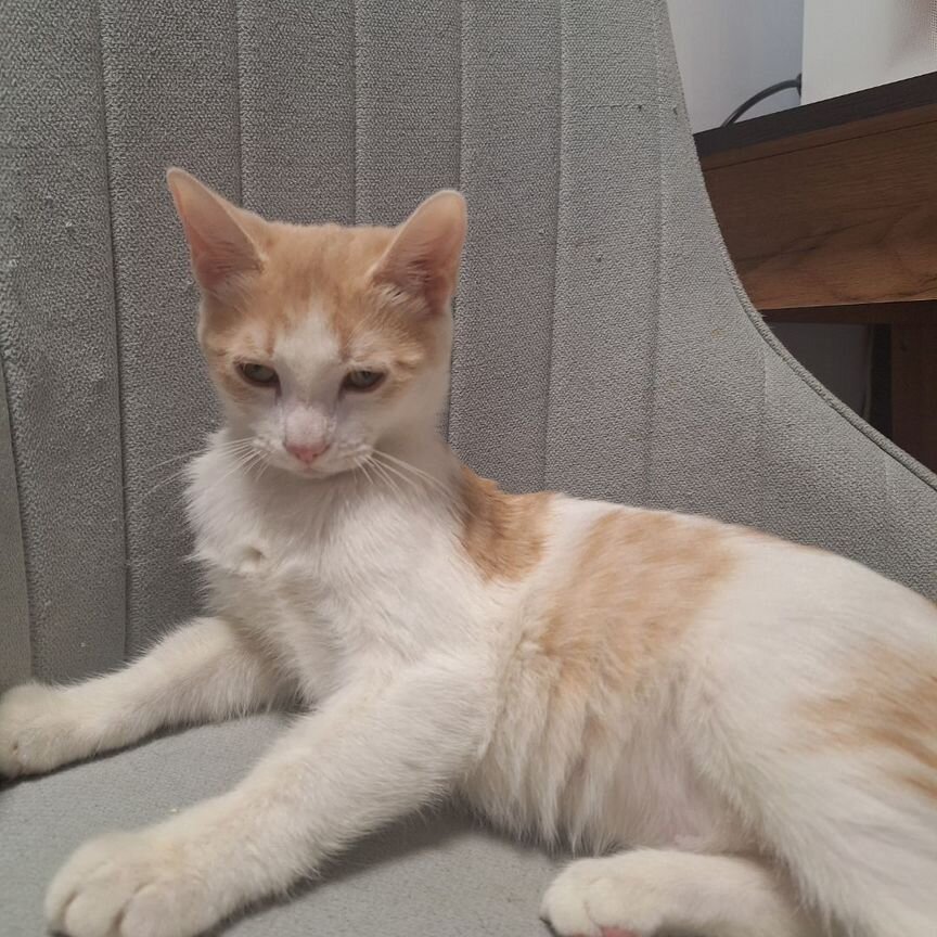 Ласковая киса в добрые руки