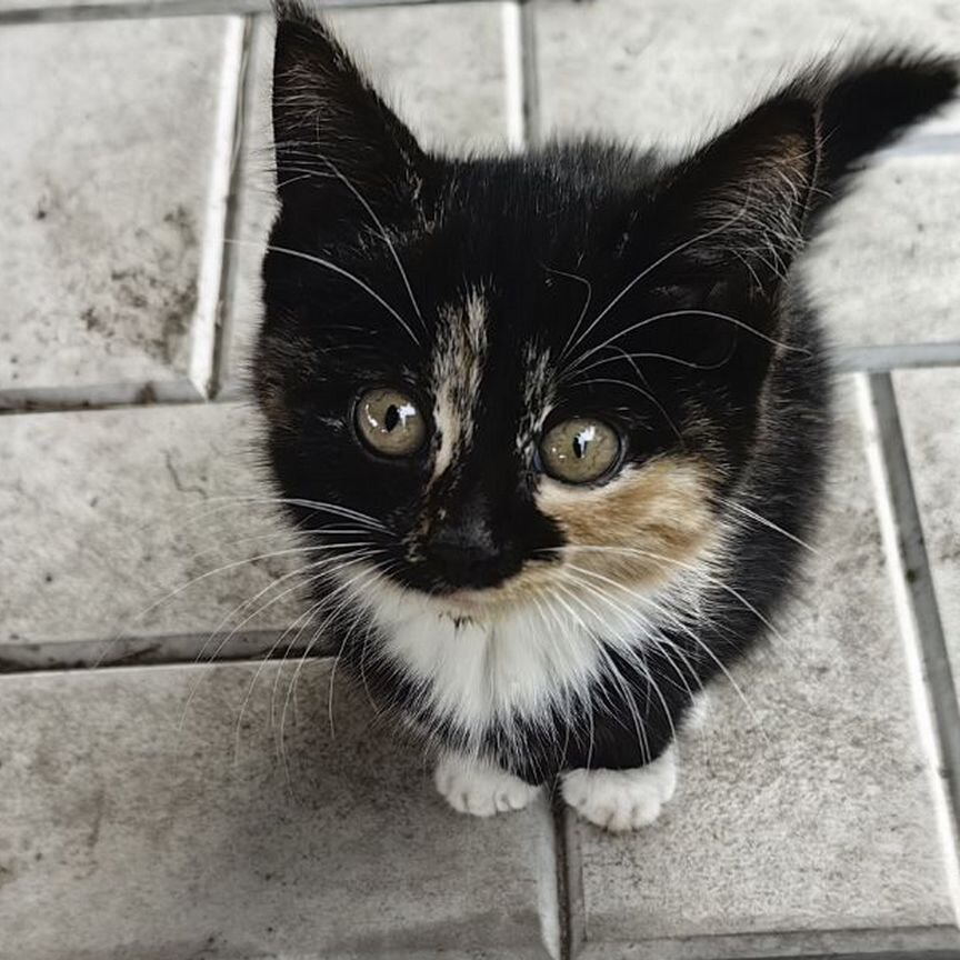 Котенок
