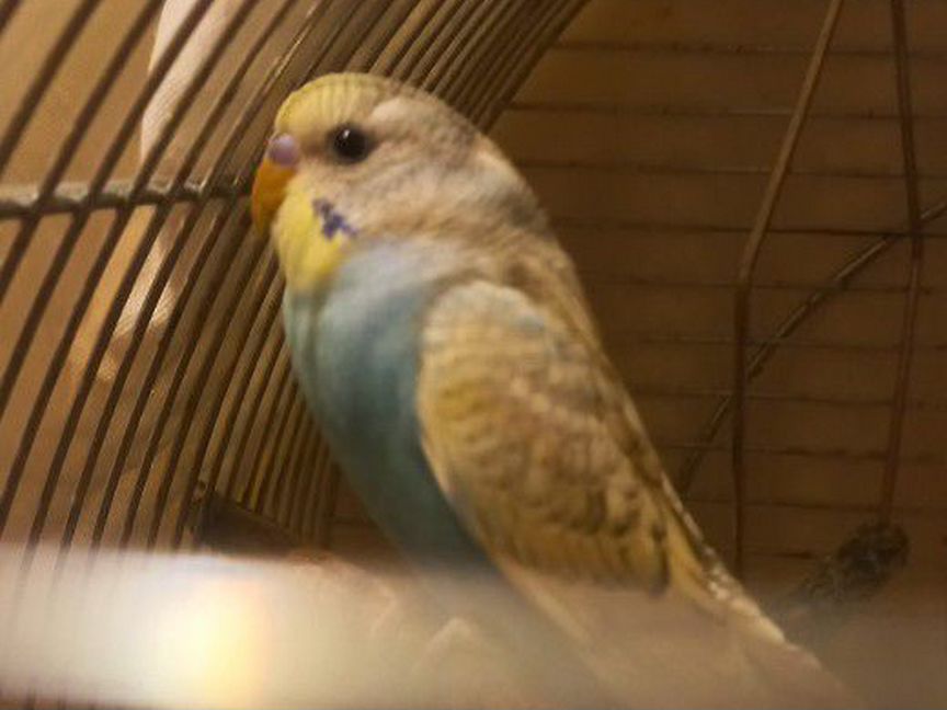 Волнистый попугай молоденький птенец