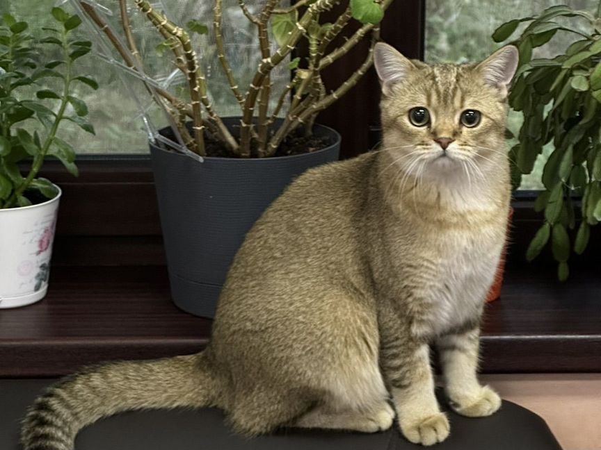 Котенок британский. Окрас золотая шиншилла