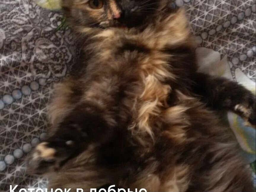 Котёнок в добрые руки
