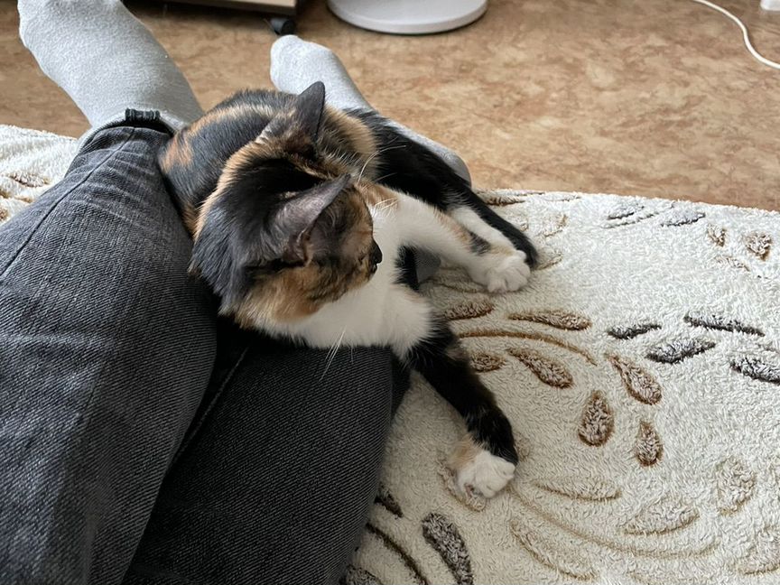 Трехшерстная кошка