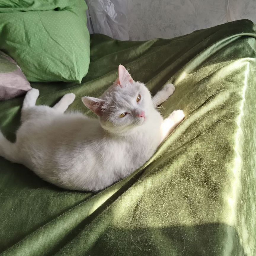 Европейский короткошёрстный котёнок