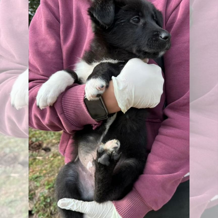 Щенок в добрые руки