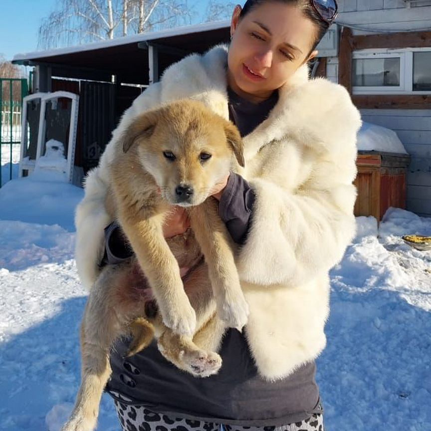 Собака в добрые руки щенок