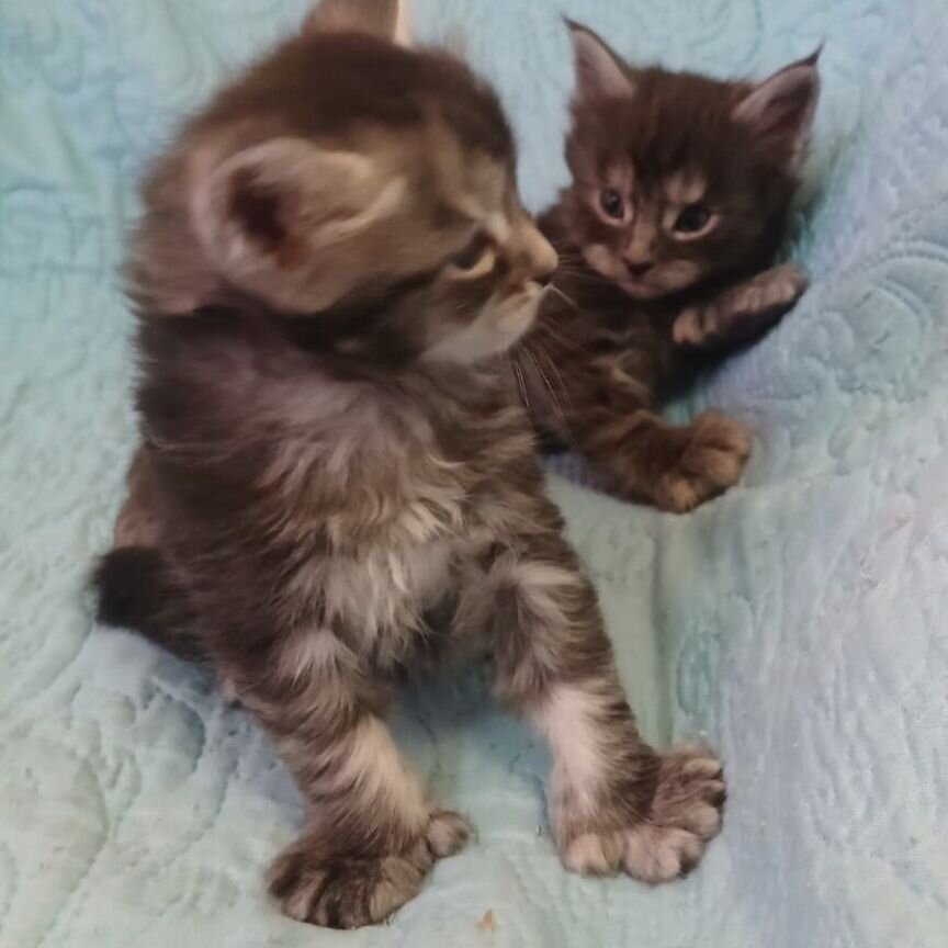Котята мейн куна полидакт