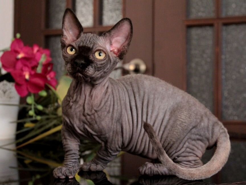 Девочка бамбино