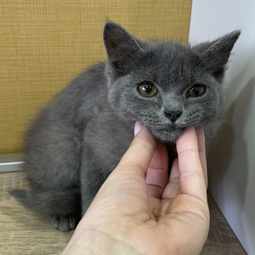 Котенок