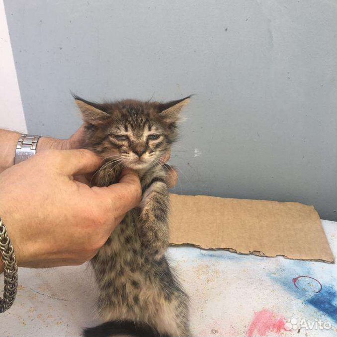 Котенок девочка. В добрые руки. Спасите с завода