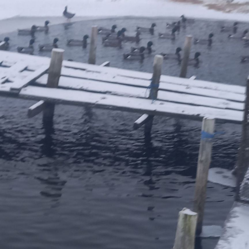 Дикая утка кряква селезни