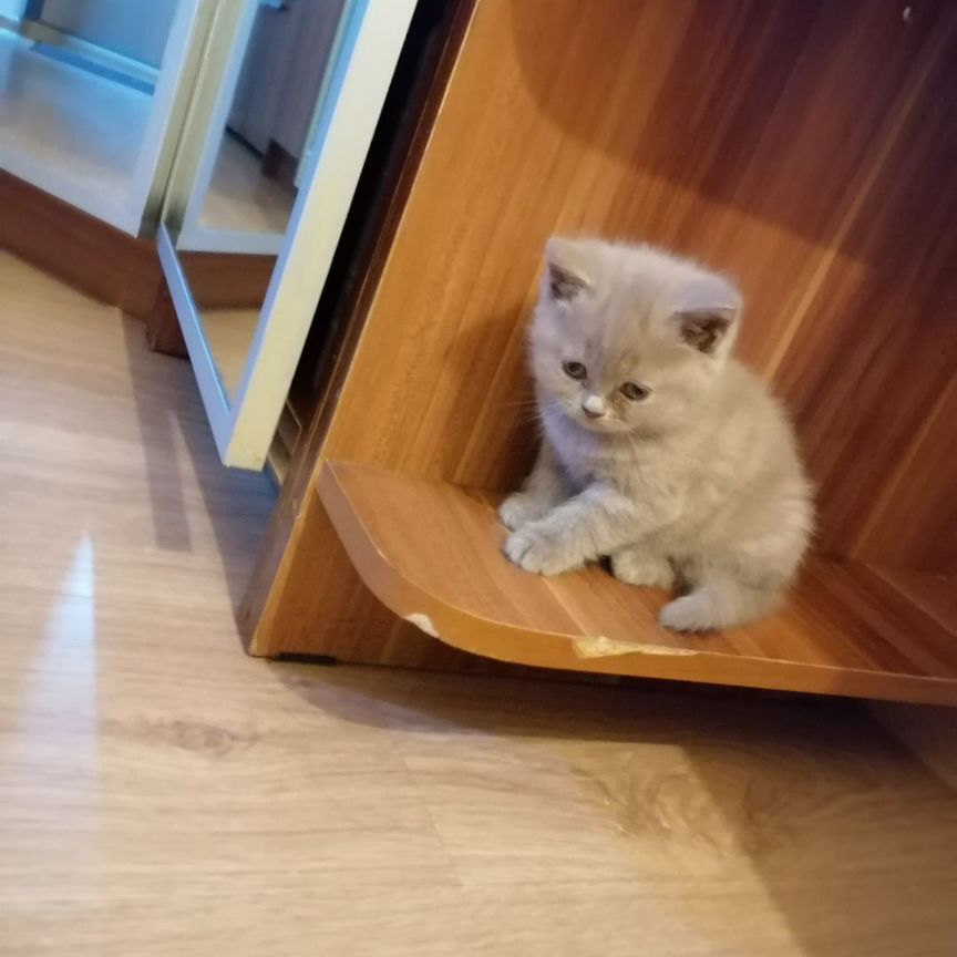 Британские котята, вислоухие, прямоухие Питер