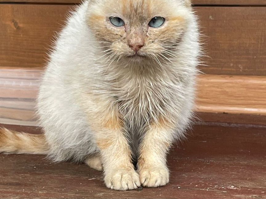 Котята