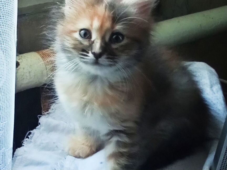 Котенок в добрые руки