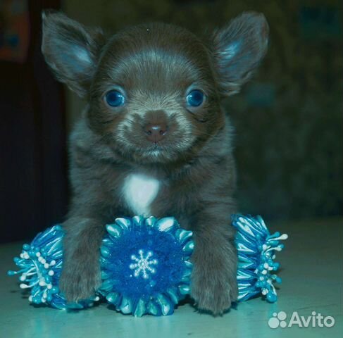 Мальчик чихуахуа красивого лилового окраса