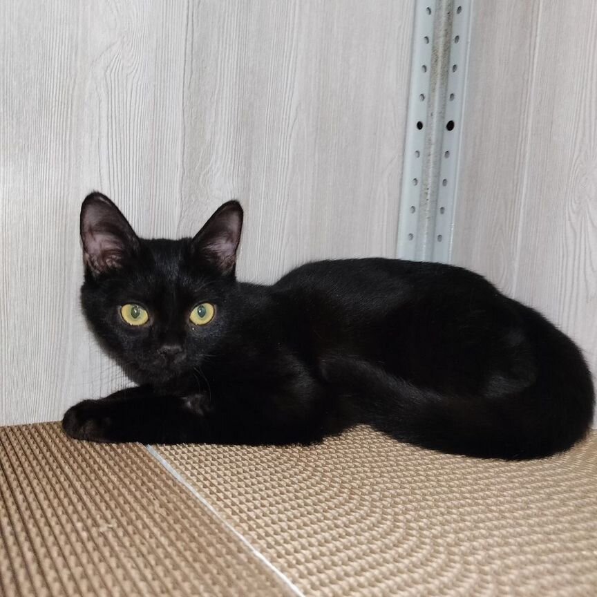 Котенок