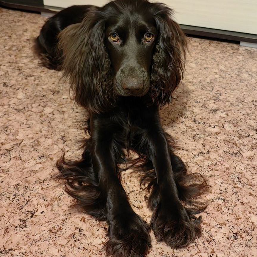 Бронь Русский охотничий спаниель в добрые руки