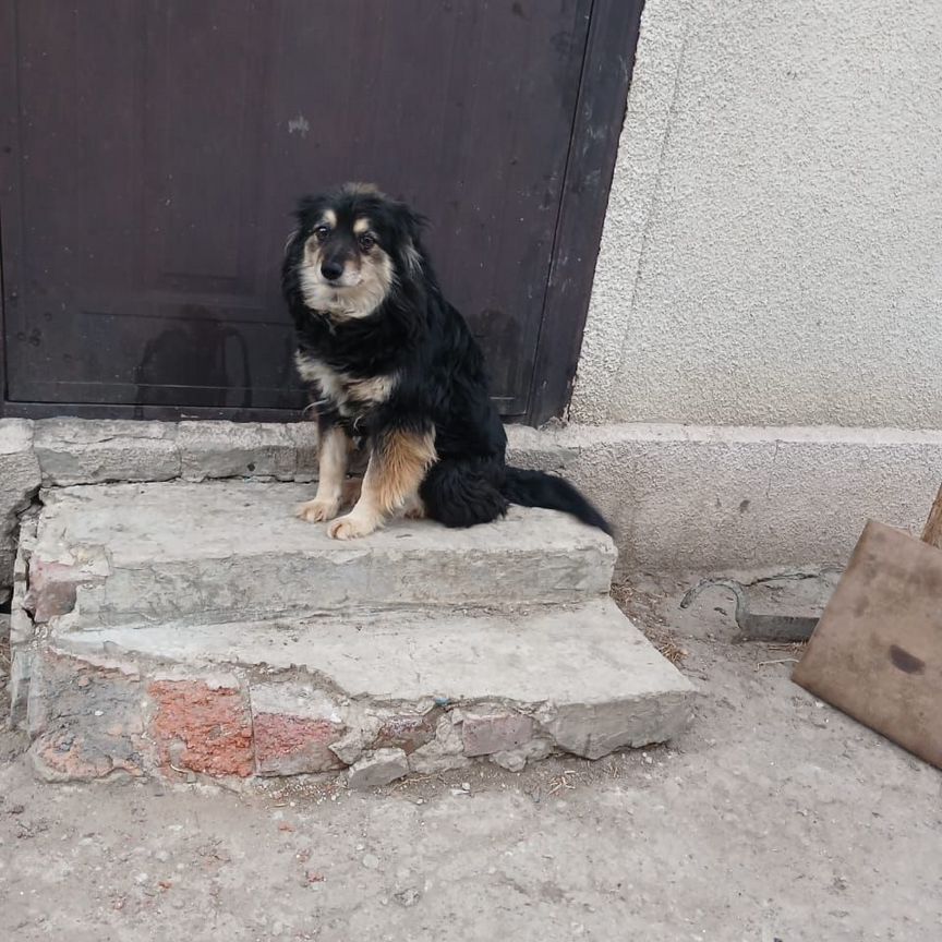 Маленькая собачка в добрые руки