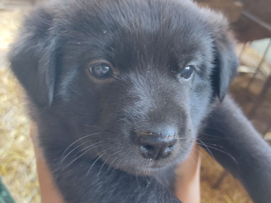 Австралийский келпи