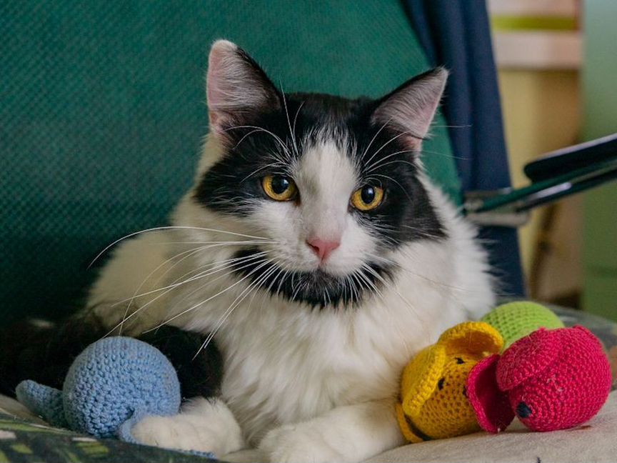 Котенок подросток