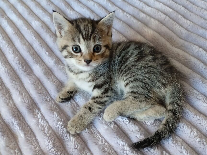 Котята в добрые руки, мама вислоухая