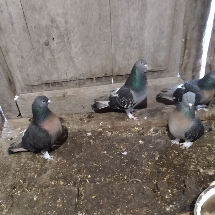 Голуби,порода-турецкая такла