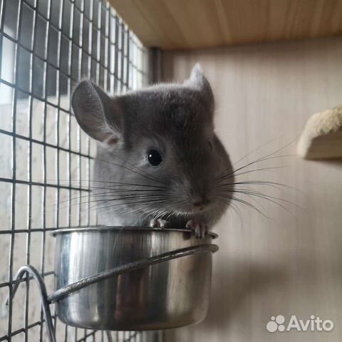Шиншиллята 2 мес