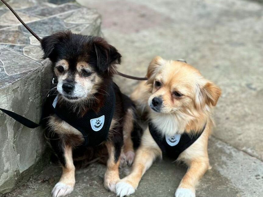 Две собачки чишки ищут один дом