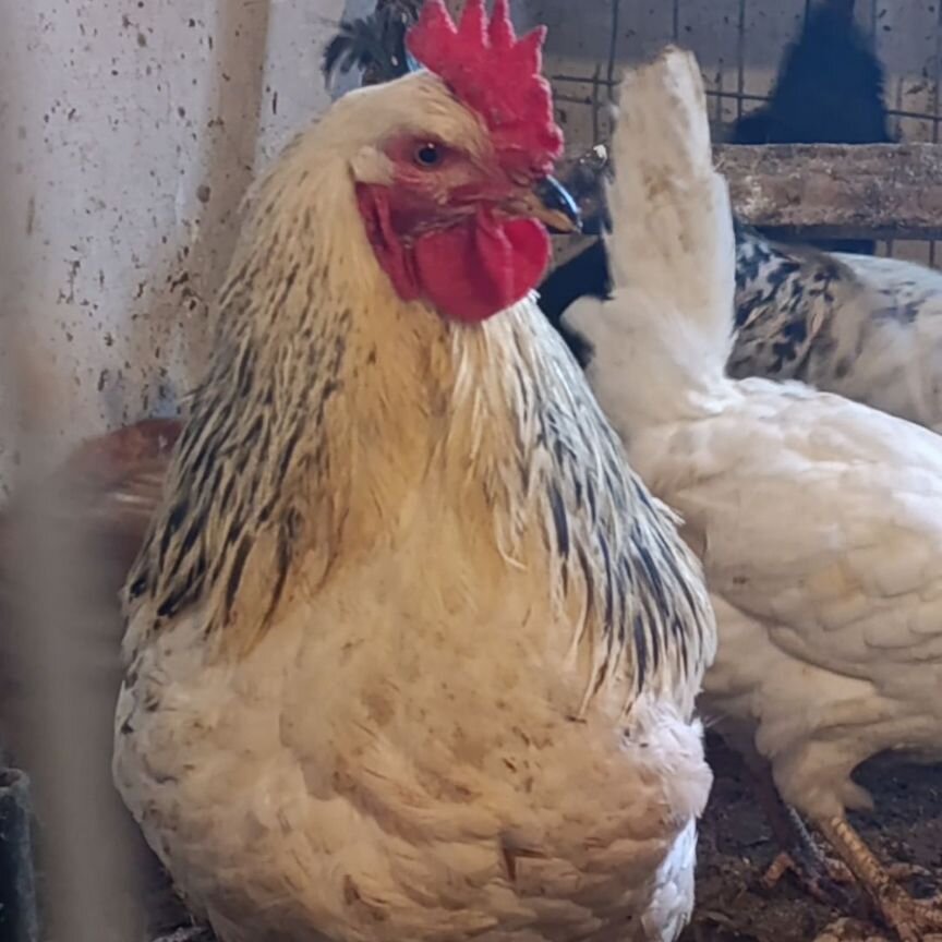 Продам петухов