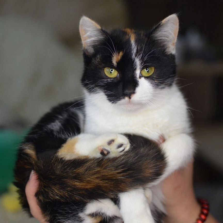 Котёнок подросший