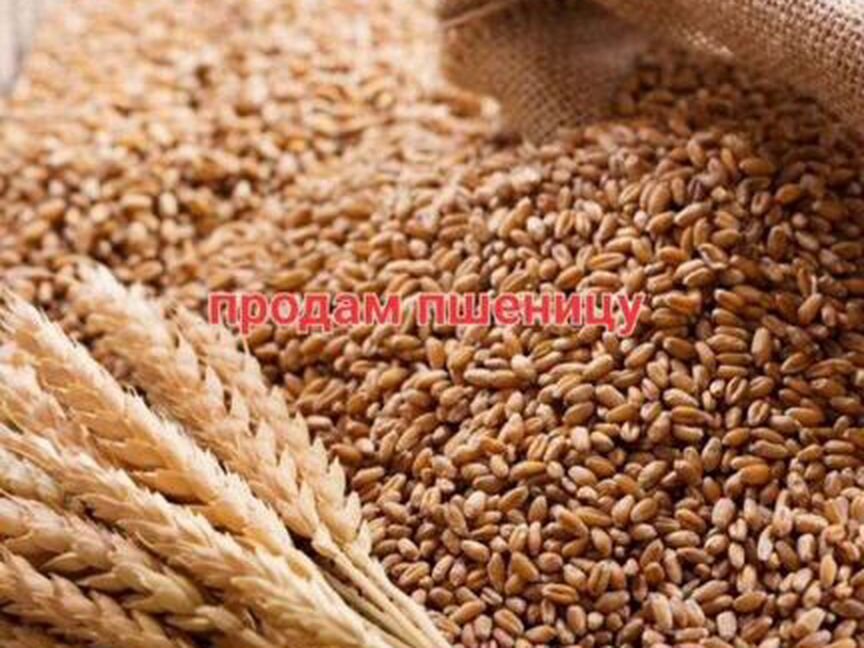 Ячмень.Рапс. Пшеница