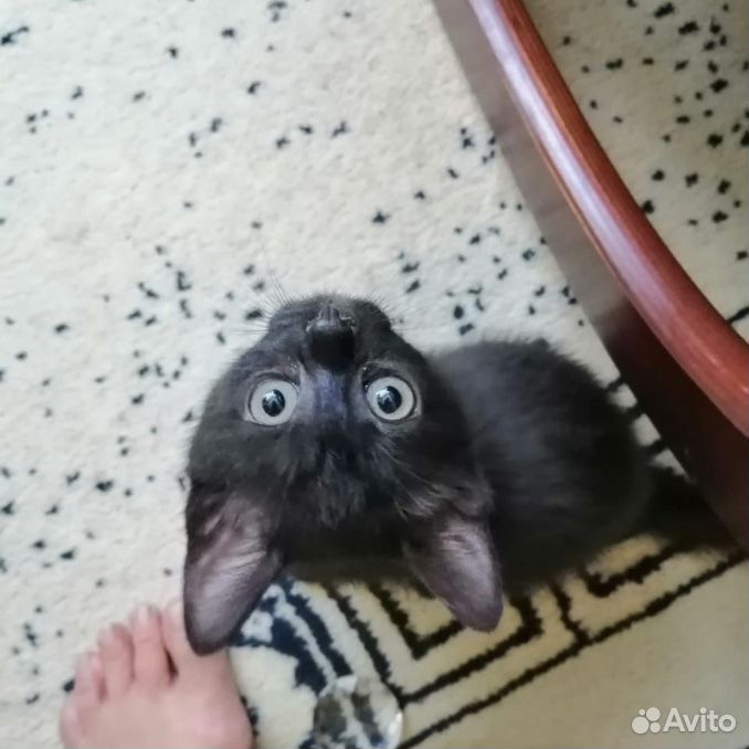 Котята метисы от британца